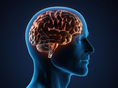 New Study: Aging Slows Brain Detox, but There’s a Drug That Can Help Fix It