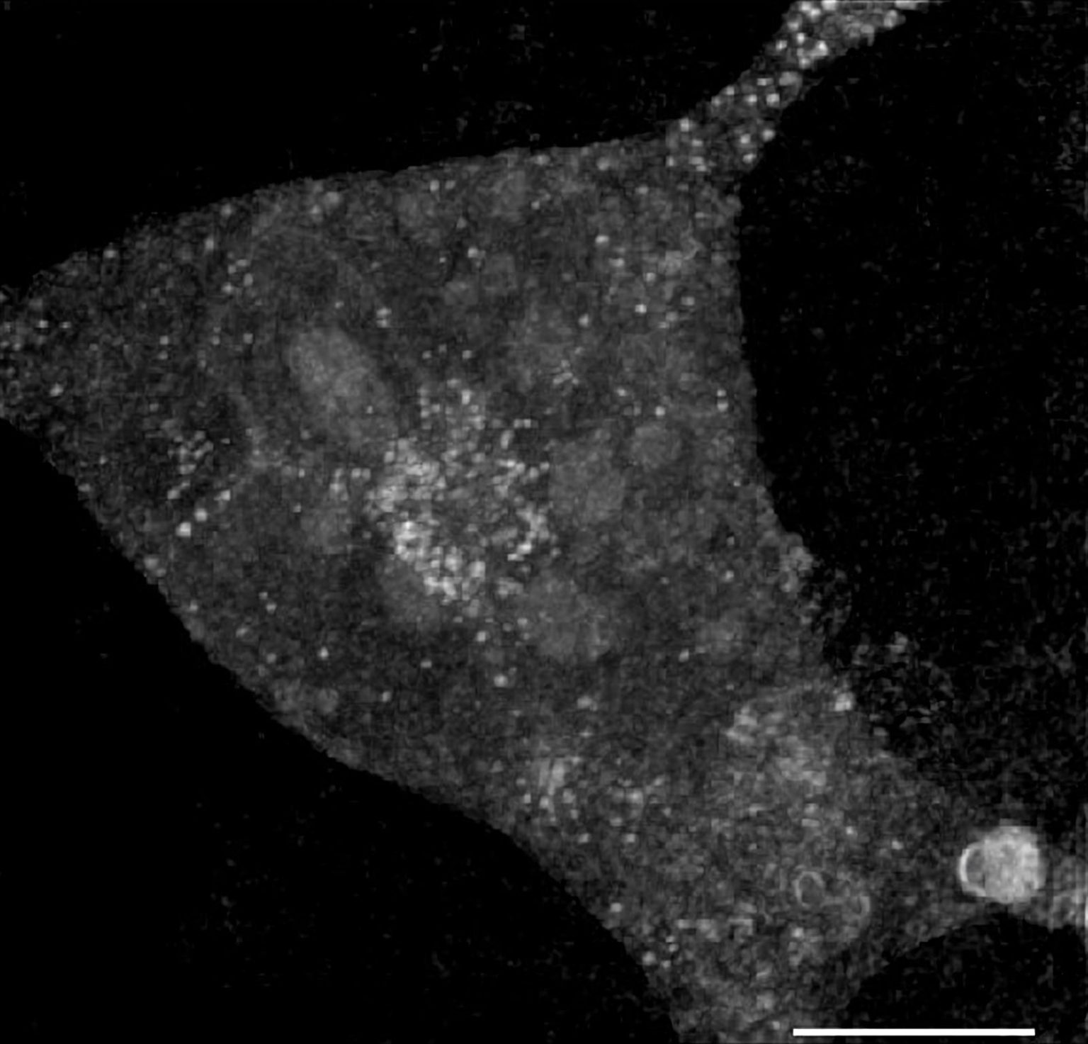 Unlocking Nature’s Disappearing Act: Human Cells Decipher the Secrets ...