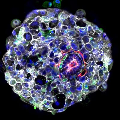 Unlocking the Mysteries of Human Development: Key Molecular Events in ...