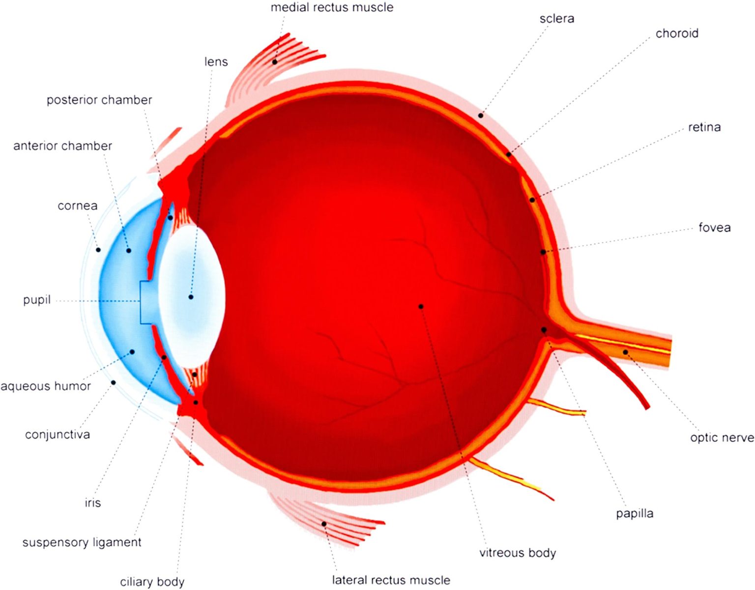Blind No More? Revolutionary Stem Cell Therapy Restores Vision With 92% ...