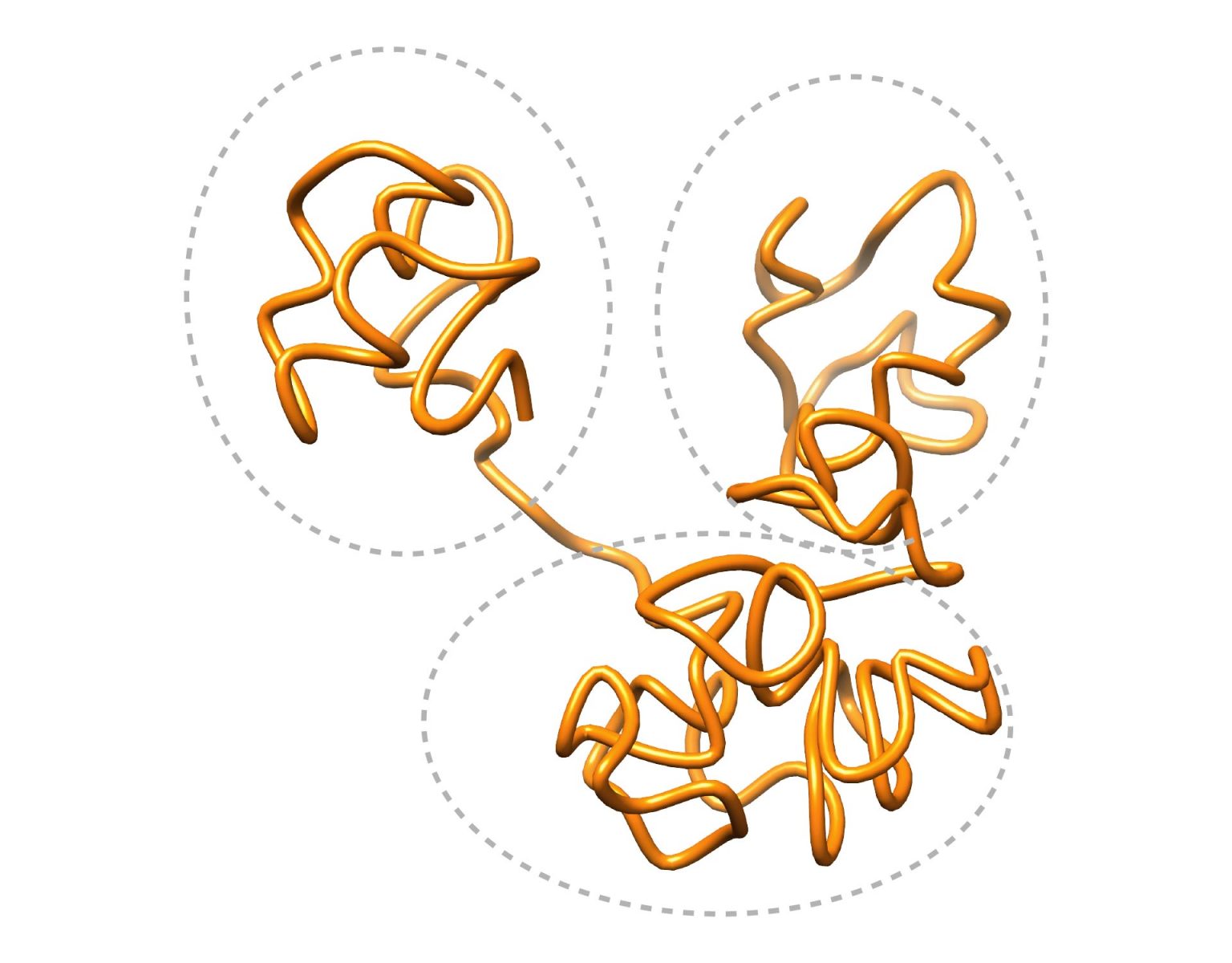 3D Shape of the Human Genome Has Surprising Roles in Various ...