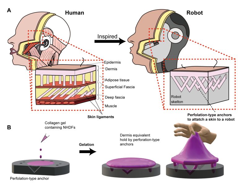 Next-Gen Robotics: Scientists Develop Skin That Heals, Feels, and Looks ...
