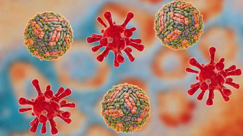 Cruciviruses: Criss-Crossing Viruses Give Rise to Peculiar Hybrid Variants