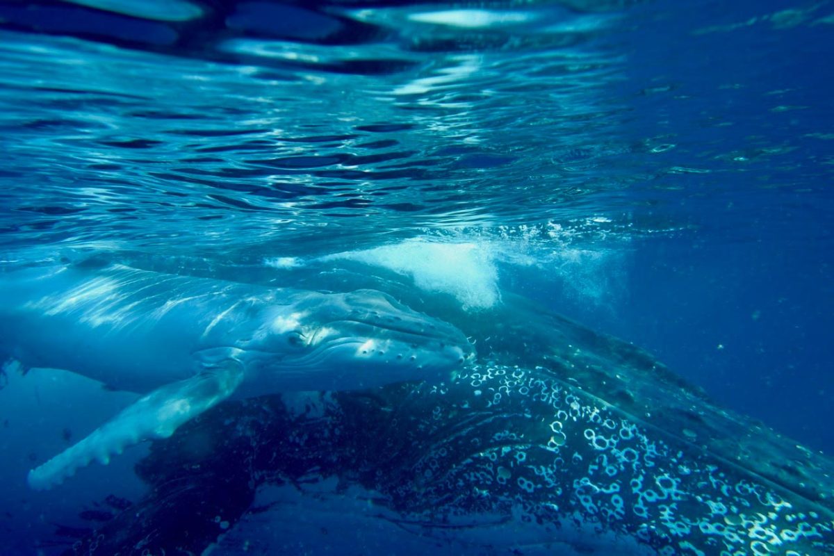 Whale Song Shares Structural Patterns With Human Language, Study Finds