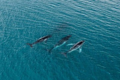 Humpback Whale Stuns Scientists With 15,000 Kilometer Journey Across Oceans