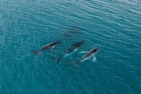 Humpback Whale Stuns Scientists With 15,000 Kilometer Journey Across Oceans
