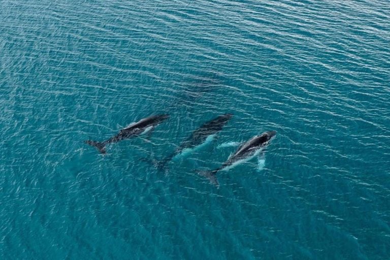 Humpback Whale Stuns Scientists With 15,000 Kilometer Journey Across Oceans
