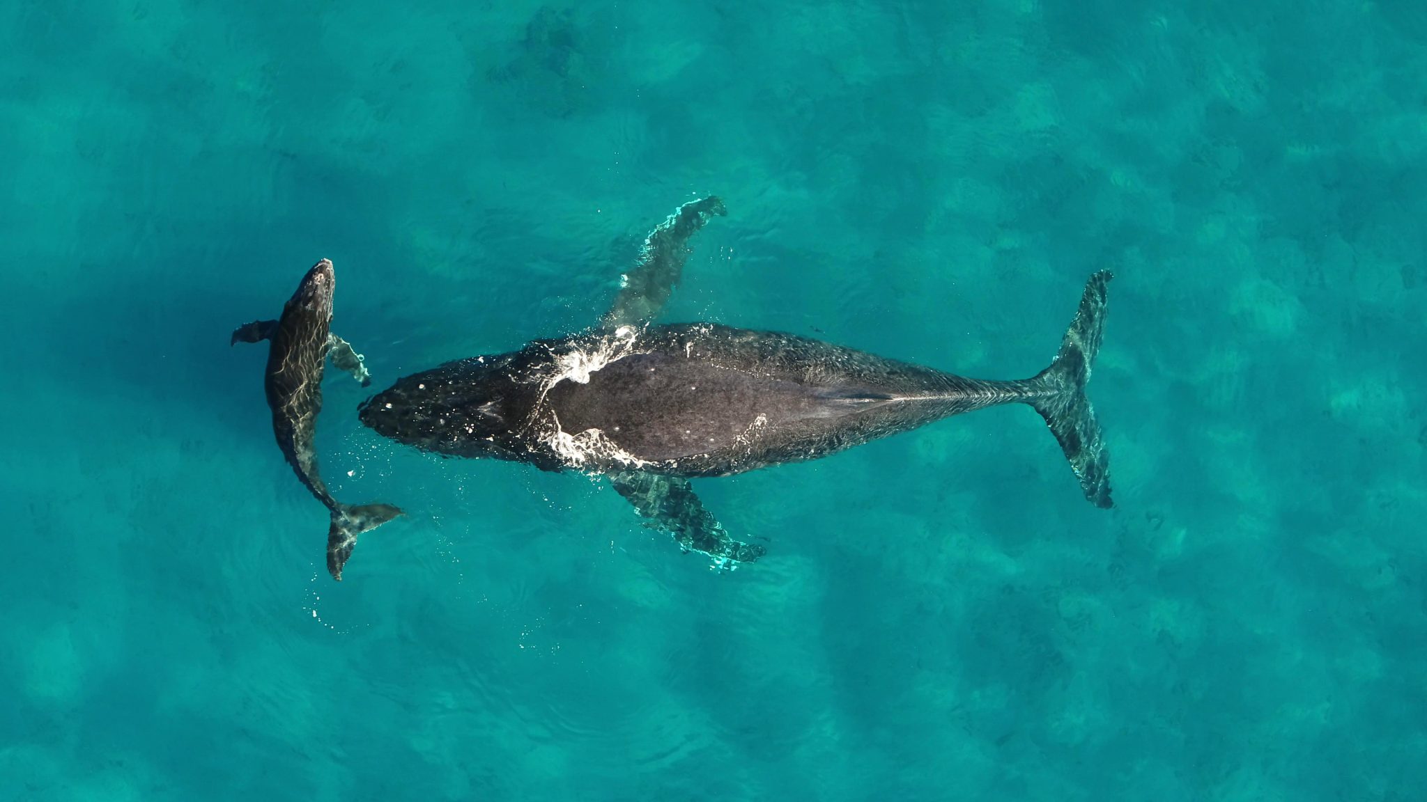 How Whale Waste Powers Marine Ecosystems