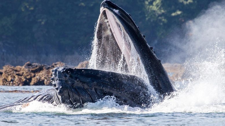 A Whale’s Tale: The Secret Story Hidden in the Mouths of Toothless Whales