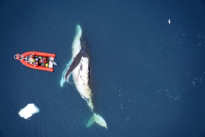Solving the Krill Paradox: Researchers Find Whales Eat (and Poop) Far ...