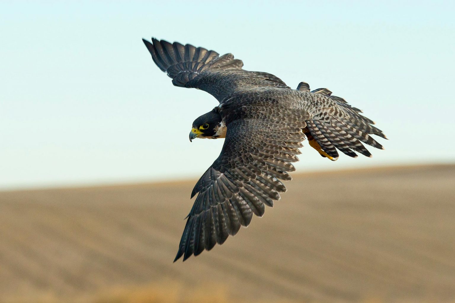 Falcons See Prey at Over 200 MPH – Speed of a Formula 1 Race Car