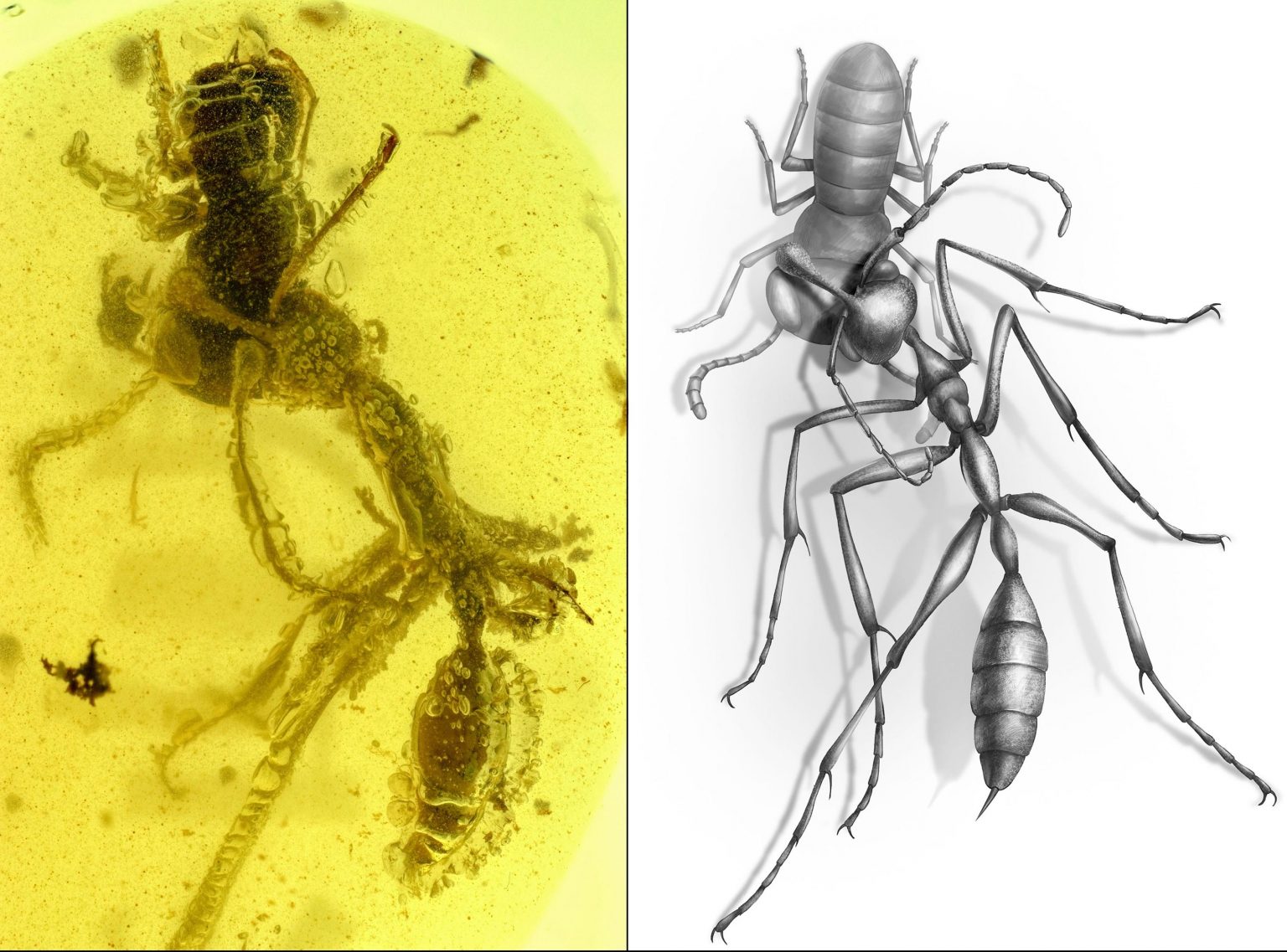 Stunning 99-Million-Year-Old Fossil Reveals “Hell Ants” in Detail ...