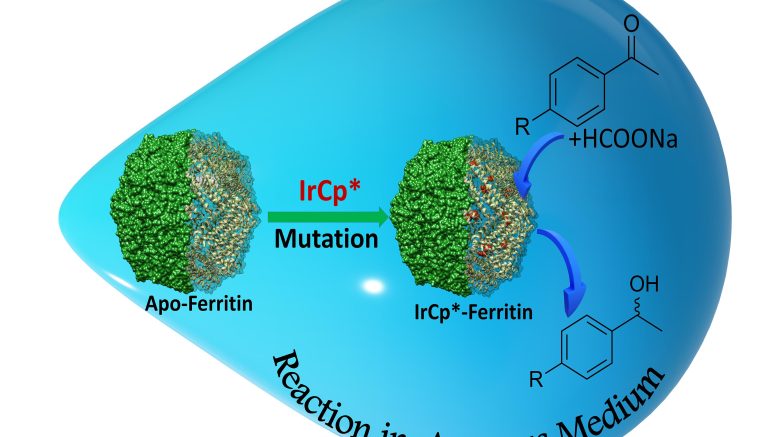 Human Cells Made Magnetic With Engineered Protein Crystals