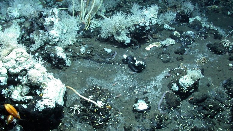 Deep-Sea Microbes: New Research Looks at Life Inside and Outside of ...