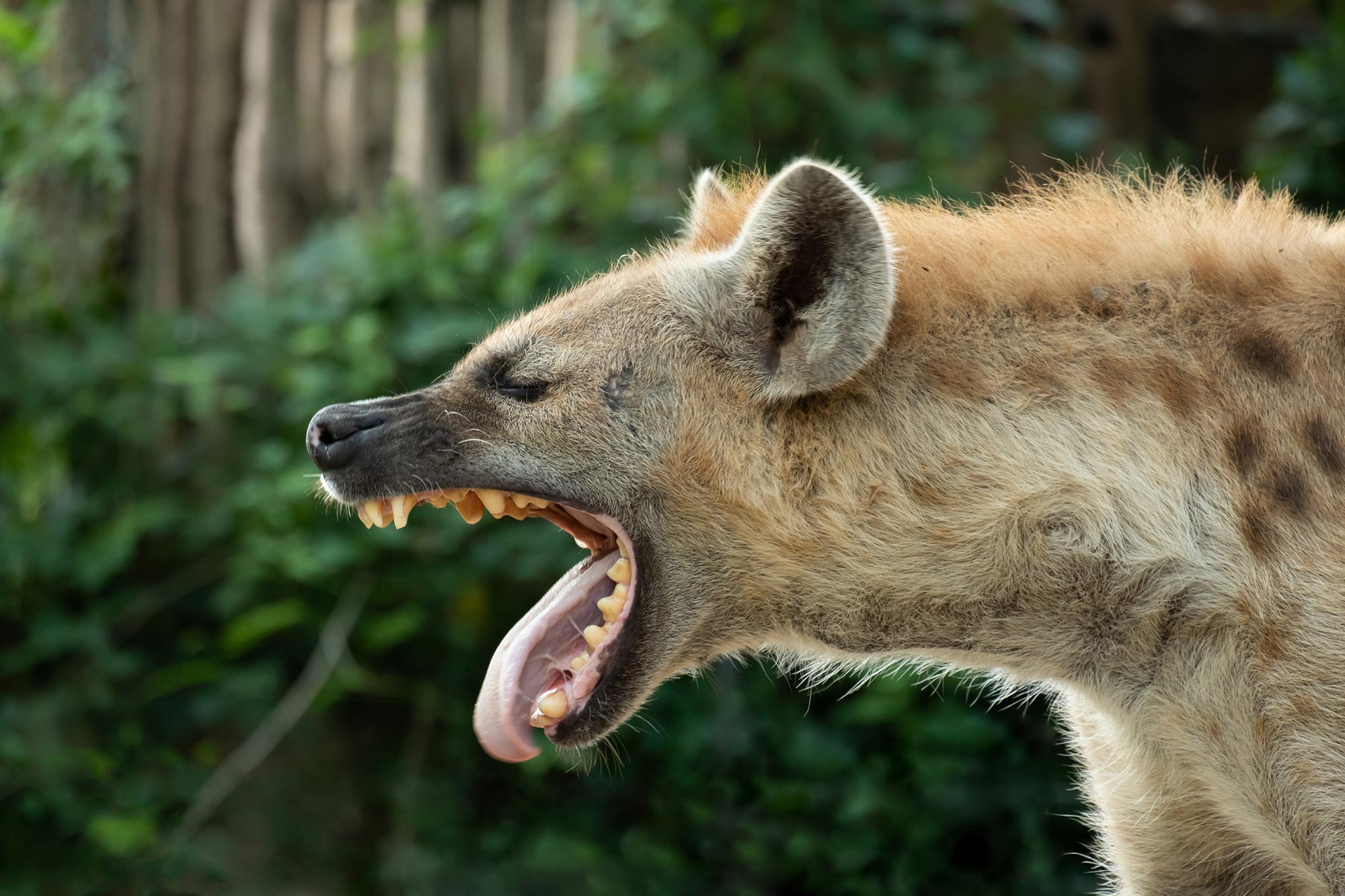 Jaw-Dropping Adaptations: How Hypercarnivores Maintain Their Fierce Bite