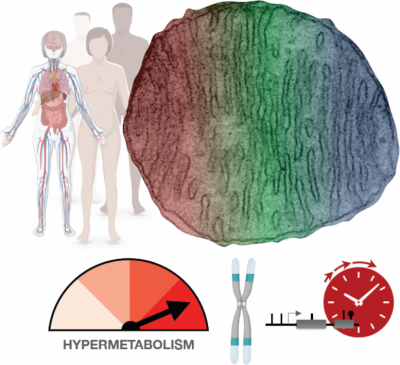 Hypermetabolism: An Unexpected Driver of Biological Aging