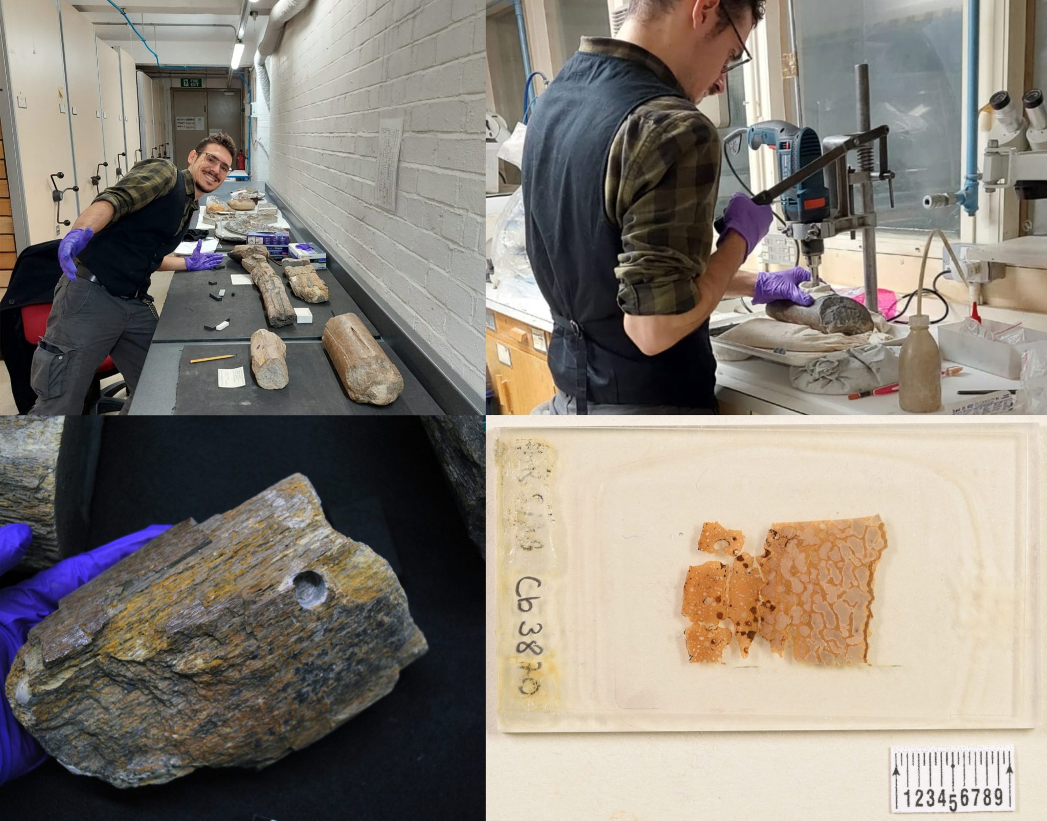 Mystery Solved? Scientists Shed New Light on Mysterious Giant Bones ...