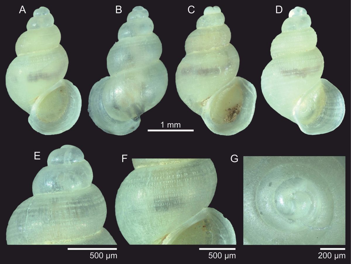 Scientists Discover Two New Cave-Dwelling Snail Species Named After ...