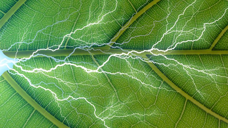 Solar Powered “Artificial Leaf” Produces Clean, Car-Ready Liquid Fuels ...