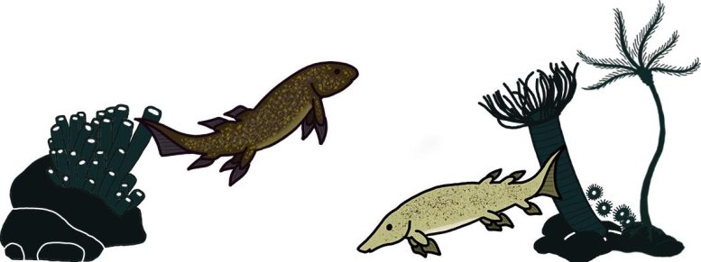 Mysterious 380 Million-Year-Old Fish Reveals Secrets of Our Land ...