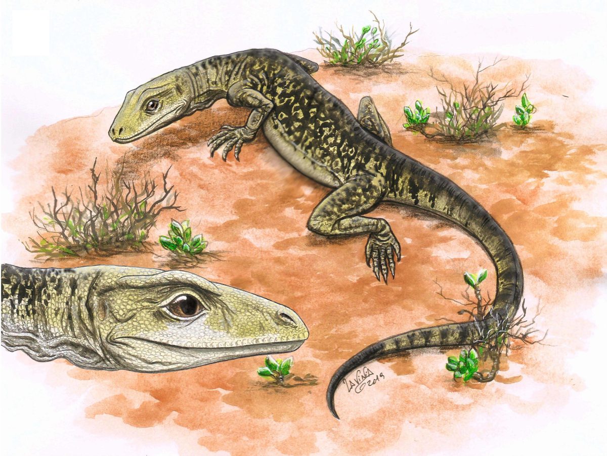 Scientists Discover Oldest Modern Lizard Fossil, Shaking Up ...