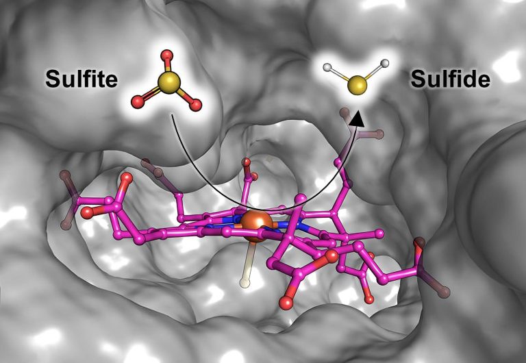 Scientists Discover Enzyme That Can Turn Poison Into Food