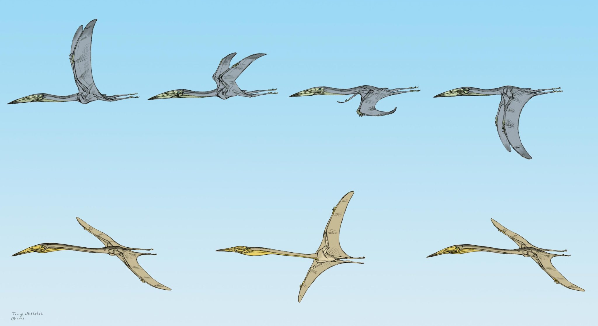 Soaring vs. Flapping: “Remarkable” Fossils Unlock Flight Secrets of ...