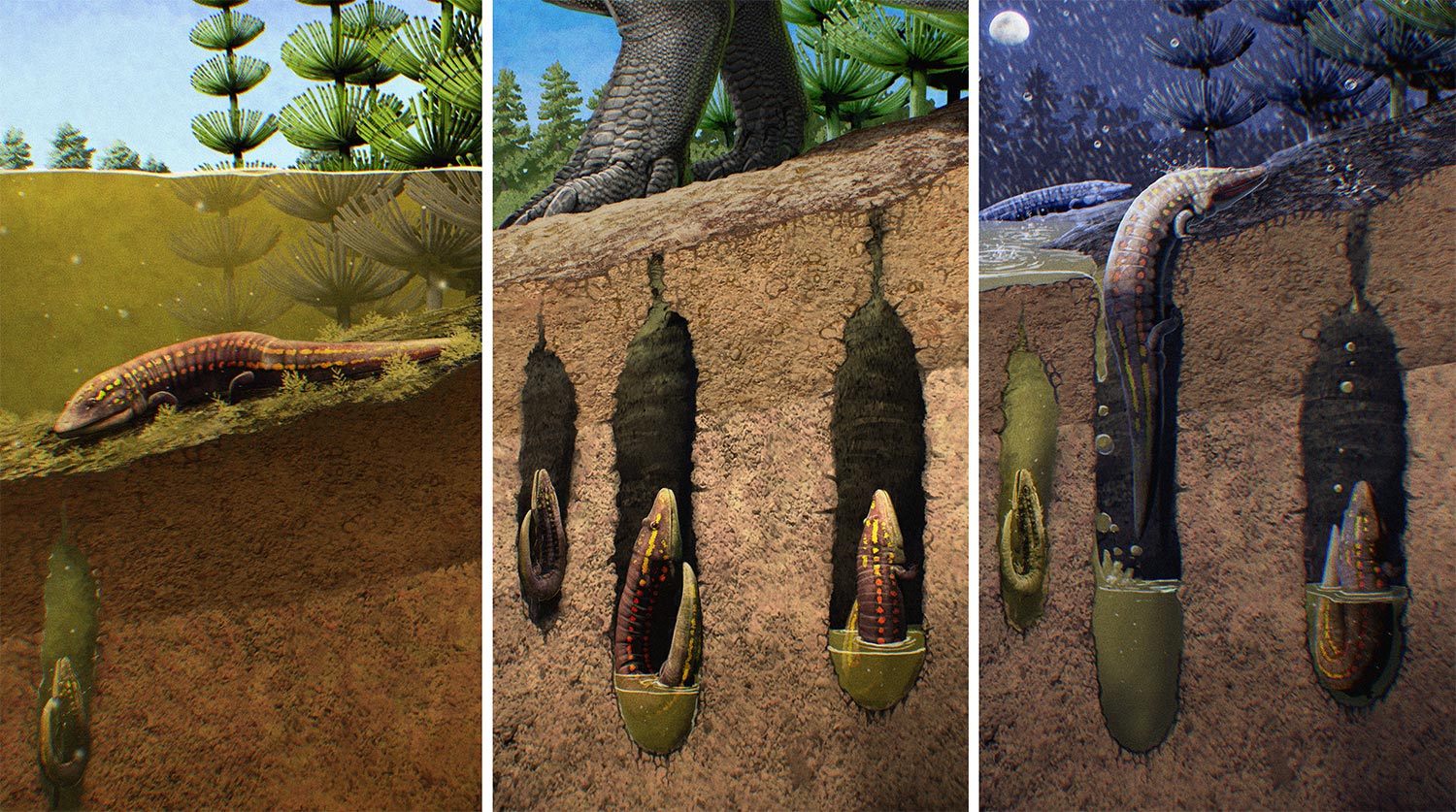 230 Million-Year-Old Salamander-Like Fossils Reveal Astonishing ...