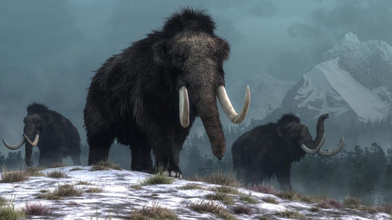 The Last Mammoths Died on a Remote Island Where They Had Survived in ...