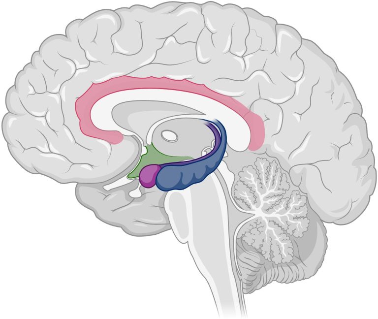 Seeing Memories Form: Scientists Shed New Light on the Hippocampus