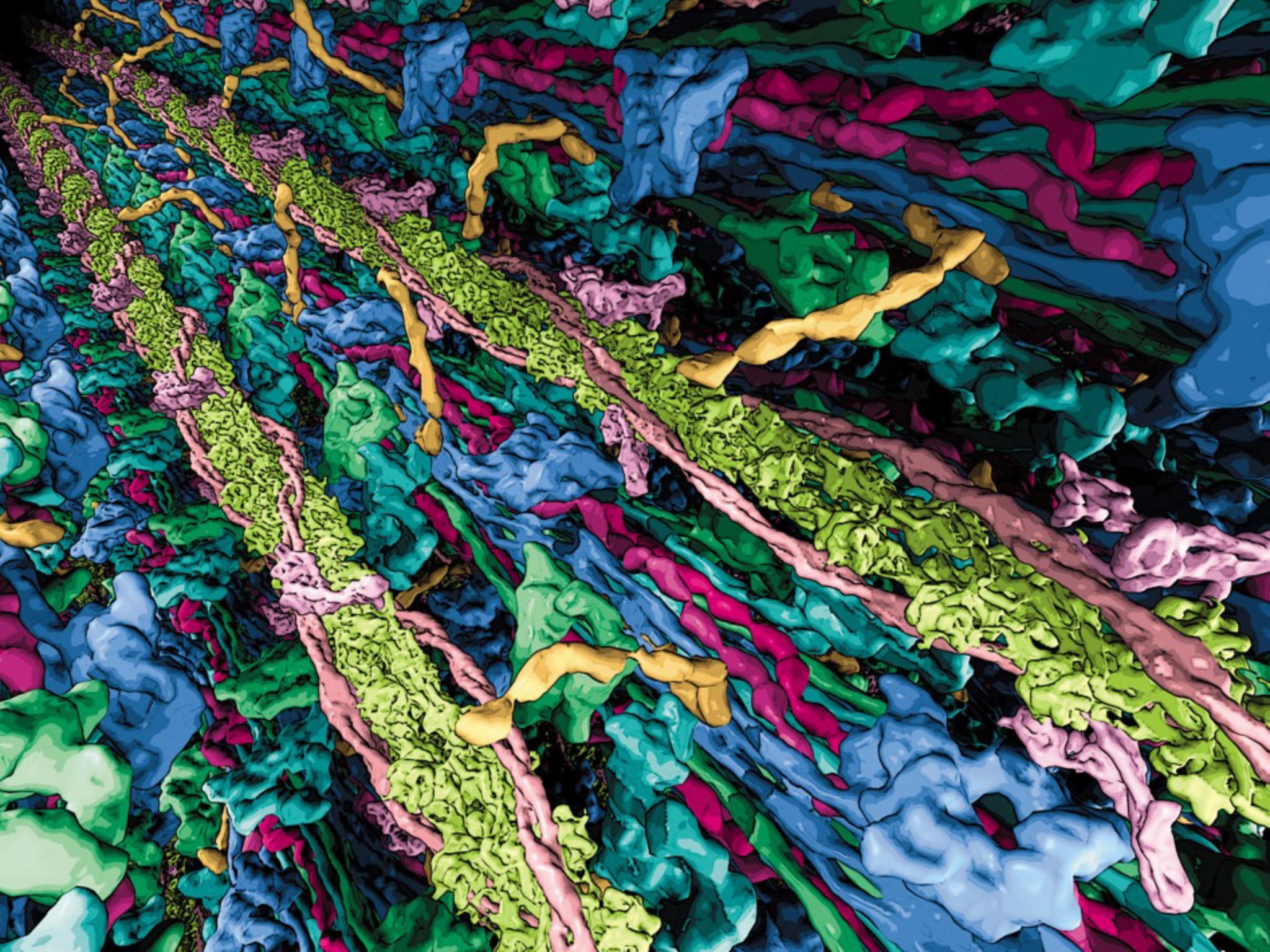 Unlocking the Mysteries of the Heart: Breakthrough Research Reveals ...