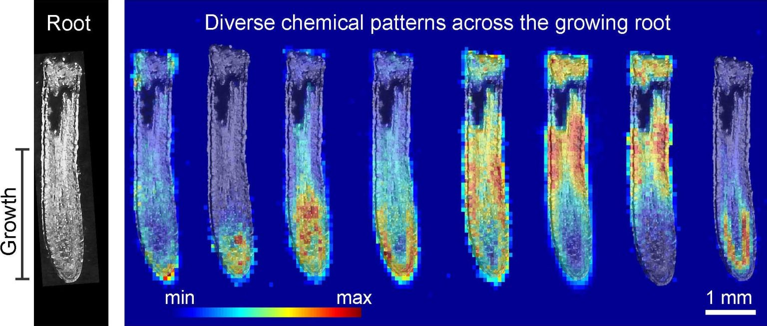 Chemical Cartography: Mapping the Hidden World of Plant Roots