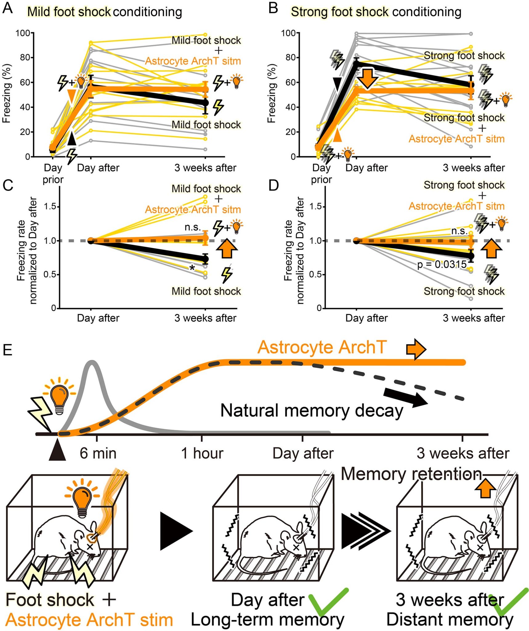 Saying Goodbye to Traumatic Memories: How Astrocytes Decide What We ...