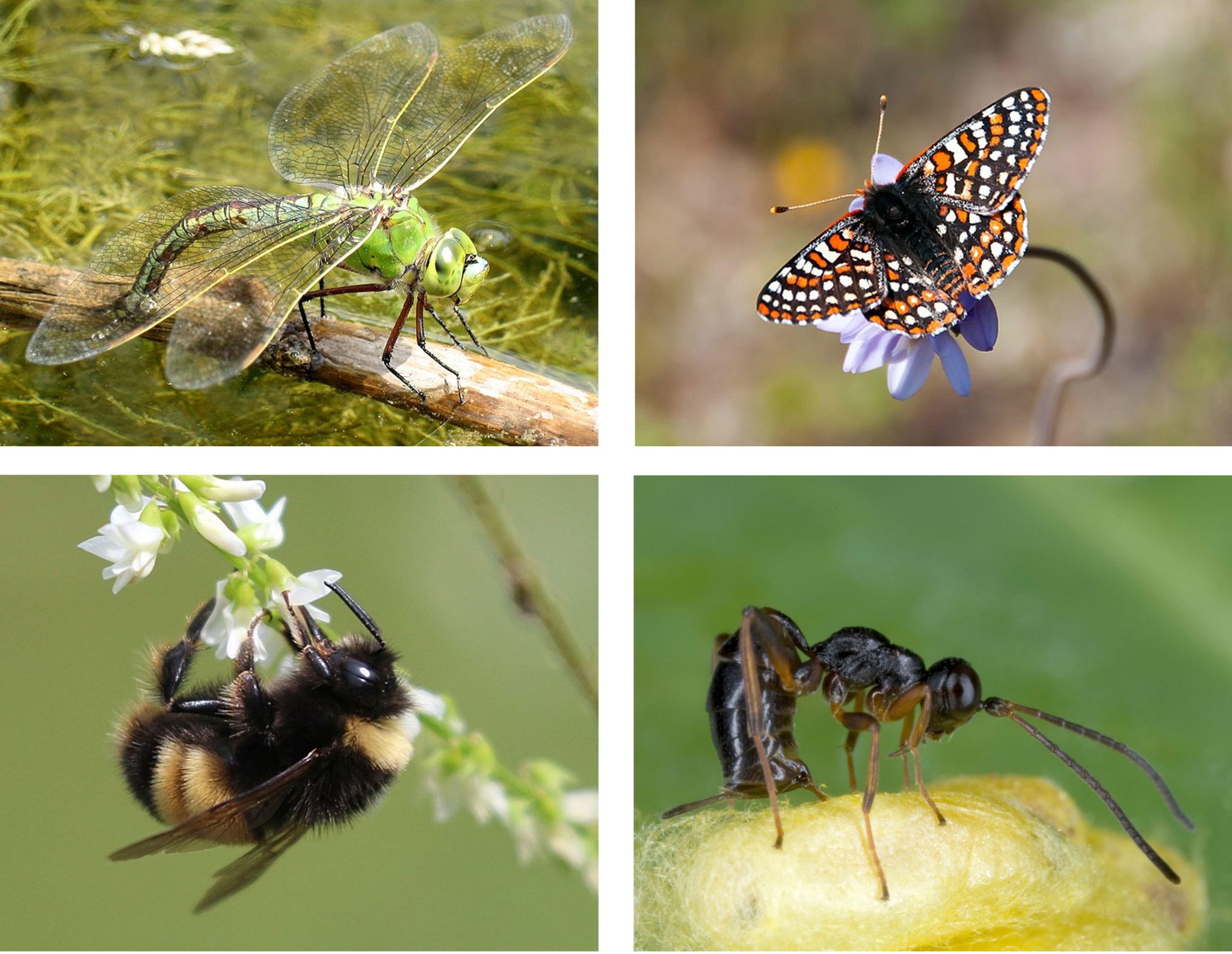 Insects Need Our Help – Now