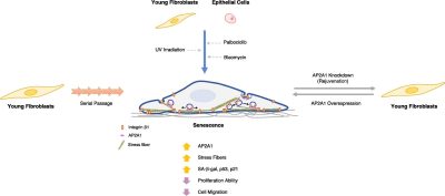 Scientists Discover Key Protein That May Reverse Aging at the Cellular ...