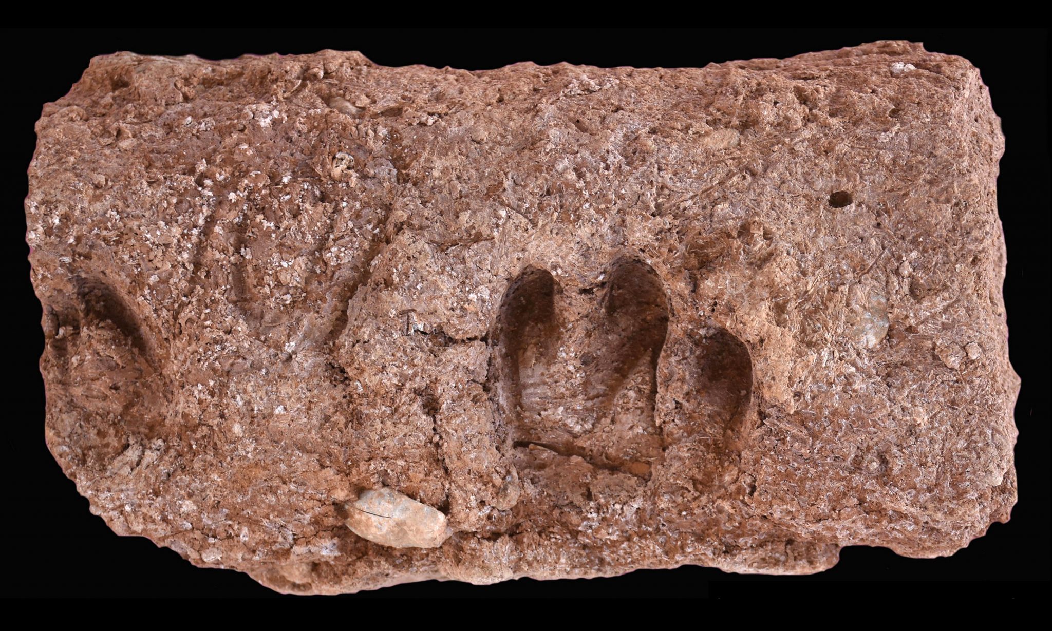 First Tales of the Earliest Domesticated Goats Revealed by 10,000-Year ...