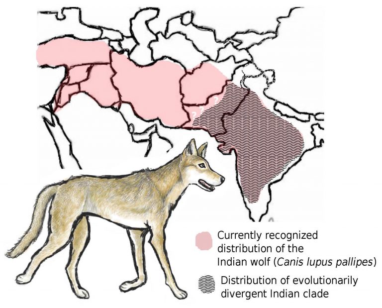 An Ancient Lineage: Indian Wolf Among World’s Most Endangered and ...