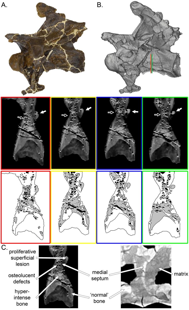 Sauro-Throat! First Evidence Discovered Indicating Respiratory ...