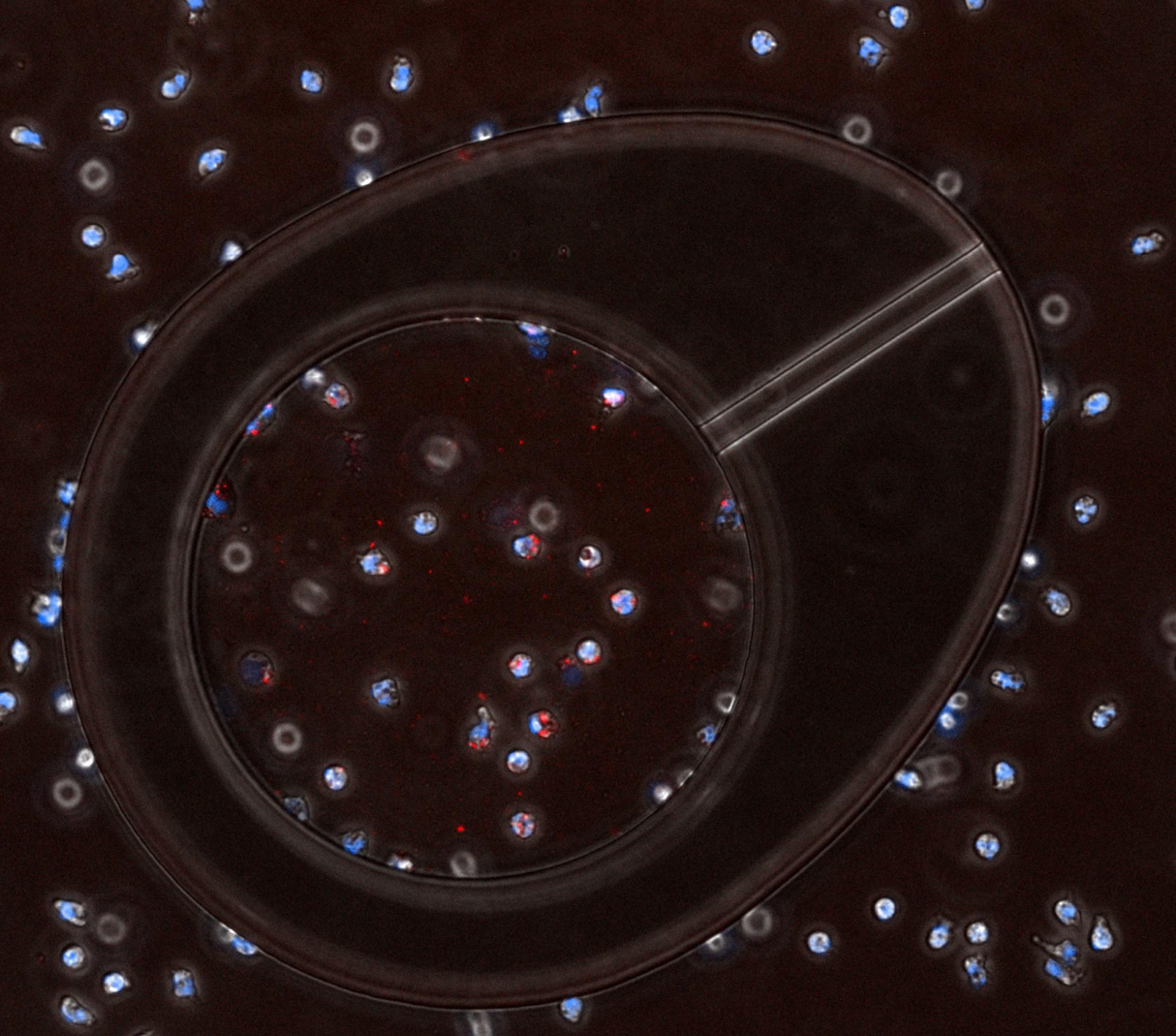 New Way Discovered To Increase the Effectiveness of Antibiotics Against ...