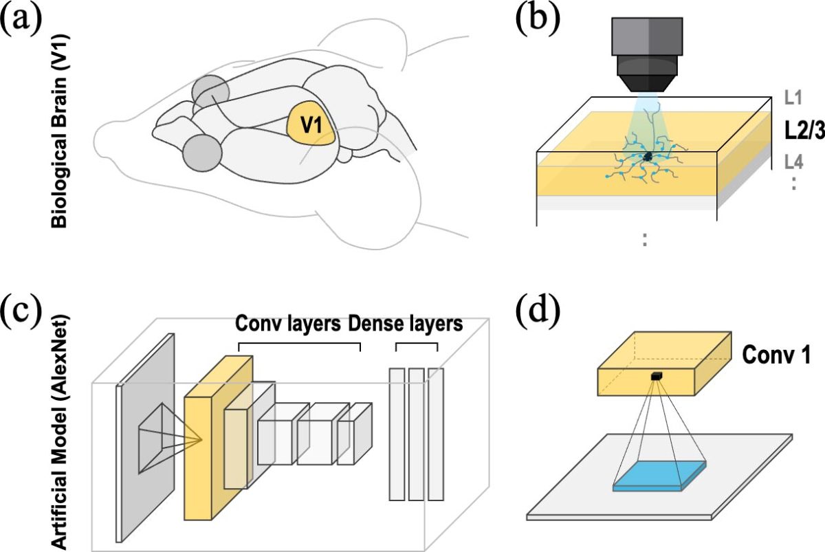 Brain-Inspired AI Learns To See Like Humans in Stunning Vision Breakthrough