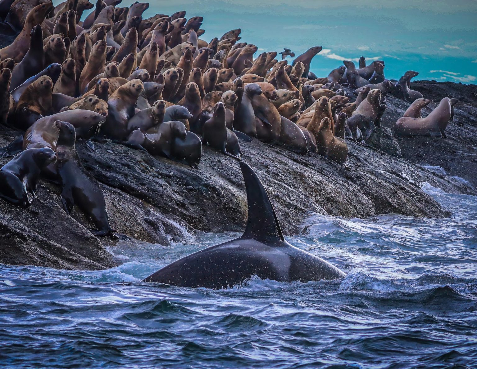 Scientists Discover a Hidden Split in West Coast Killer Whales