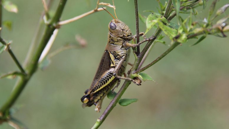 Study of More Than 1,400 Protein-Coding Genes Resolves Long Standing ...