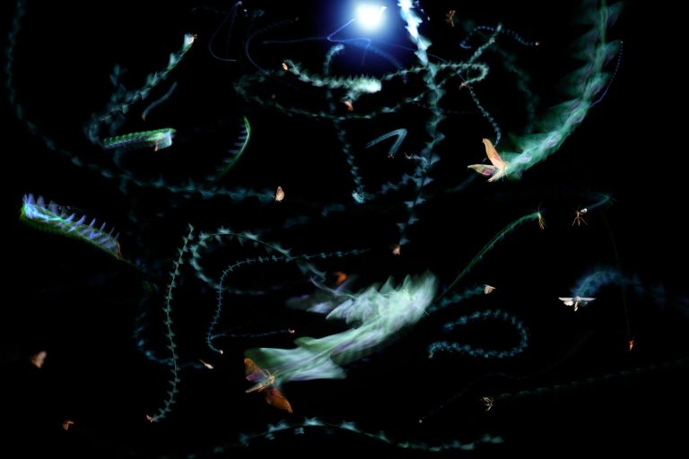 Unraveling the Mystery of Insects Circling Lights at Night