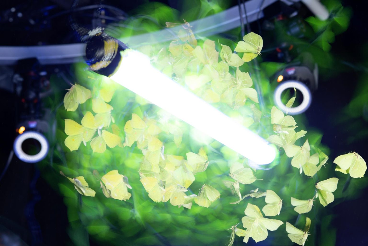 Moths to a Flame: Millennia-Old Mystery About Insects and Light at ...