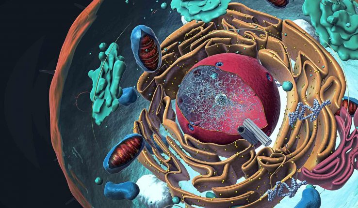 New Technology Peers at the Electrical Signals Inside Cells – May ...