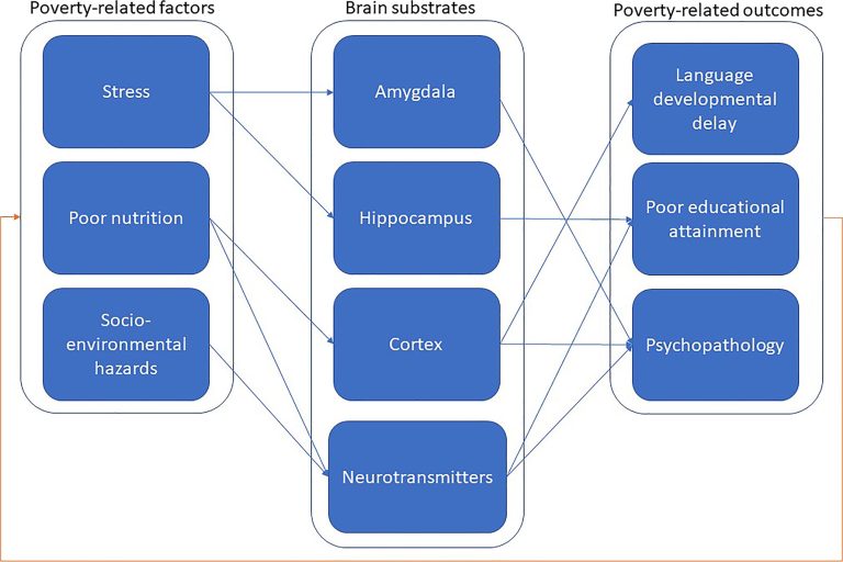 Rewiring the Brain: Poverty Linked With Neurological Changes That ...