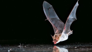 Zoonomia Project: Largest Set of Mammalian Genomes Reveals Species at ...