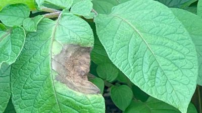 Genetic Breakthrough Uncovers the Andean Origins of the Irish Potato ...