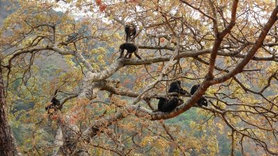 Walking on Two Legs May Have Evolved in Trees, Not on the Ground
