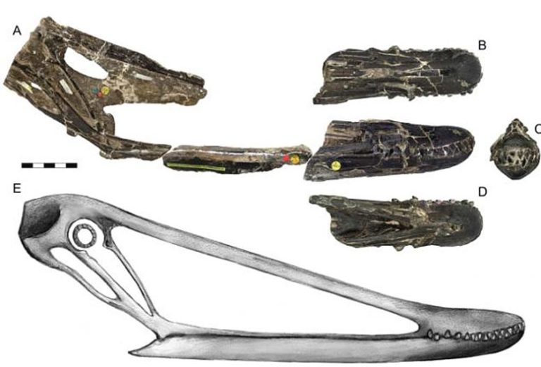 New Insight on Pterosaur Specimen, Istiodactylus Latidens